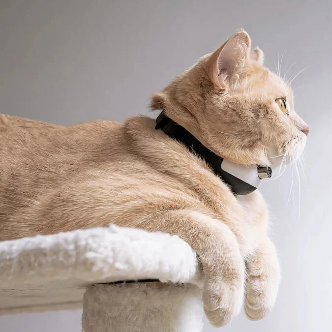 Cat Collar Laser Toy – Smart Pet